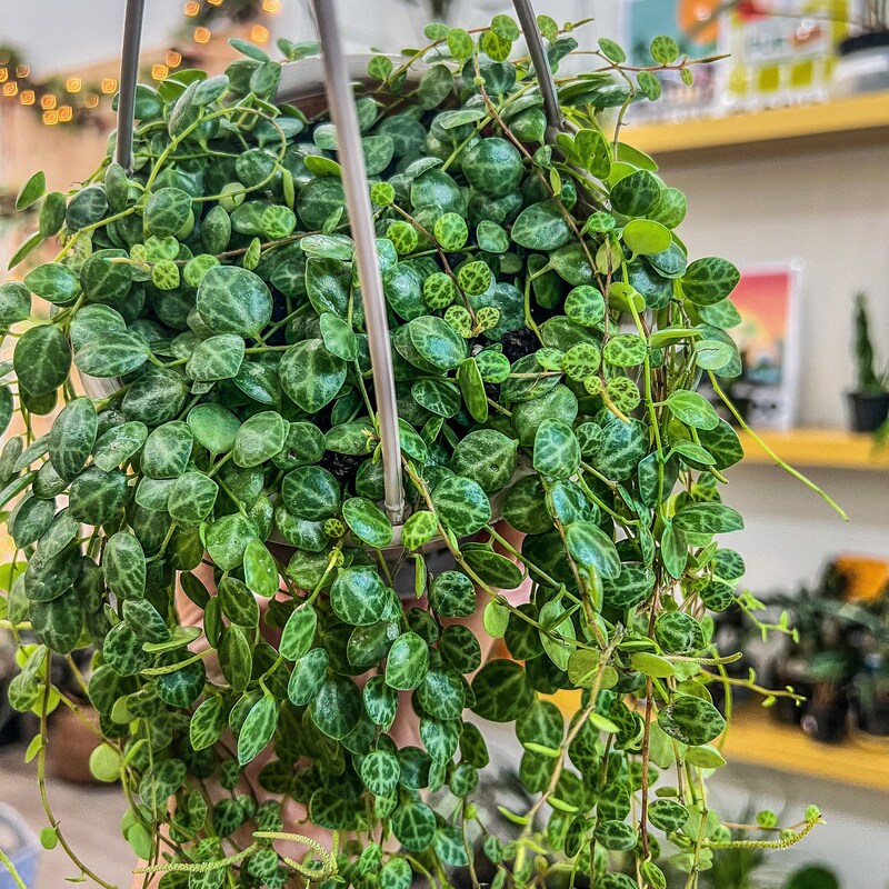 String of Turtles - Etsy