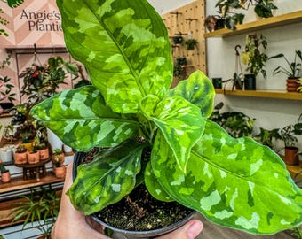 Aglaonema Pictum Tricolor Starter Plant (ALL STARTER PLANTS Require You to Purchase 2 Plants ...