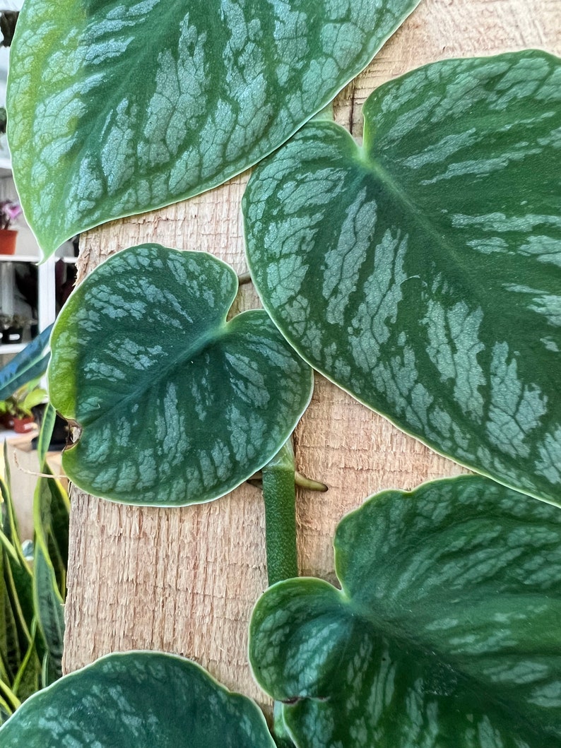 4" Monstera Dubia Totem - Etsy