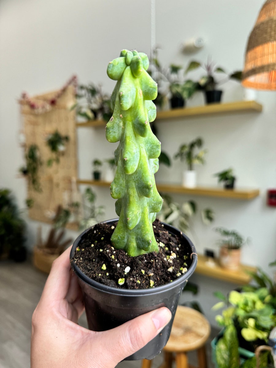 AngiesPlanties - Etsy