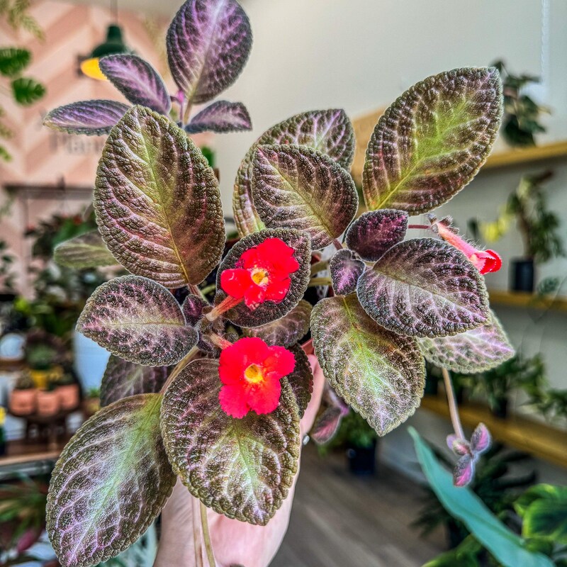 Episcia - Etsy