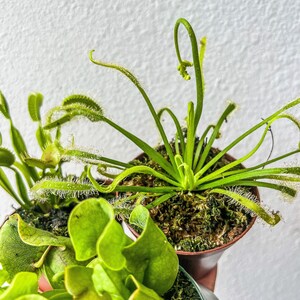 Carnivorous Plant Bundle - Etsy