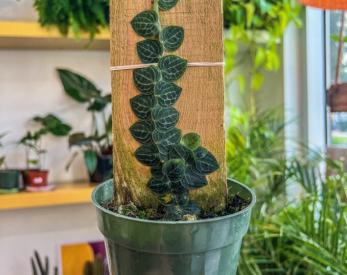 Rhaphidophora Cryptantha - Shingle Plant - - Etsy