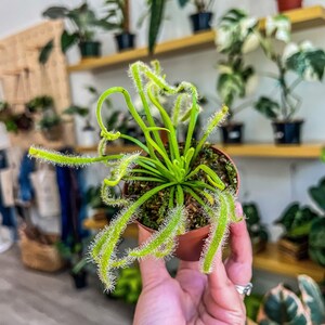Carnivorous Plant Bundle - Etsy