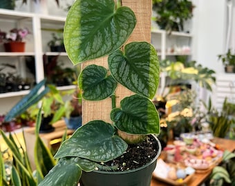 Monstera Dubia Shingling Plant Growing in 4 Pot Rare - Etsy