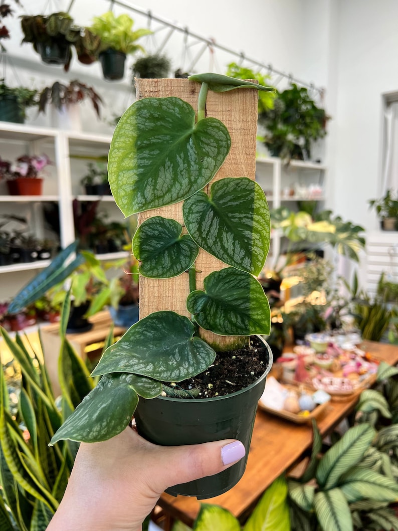 4" Monstera Dubia Totem - Etsy