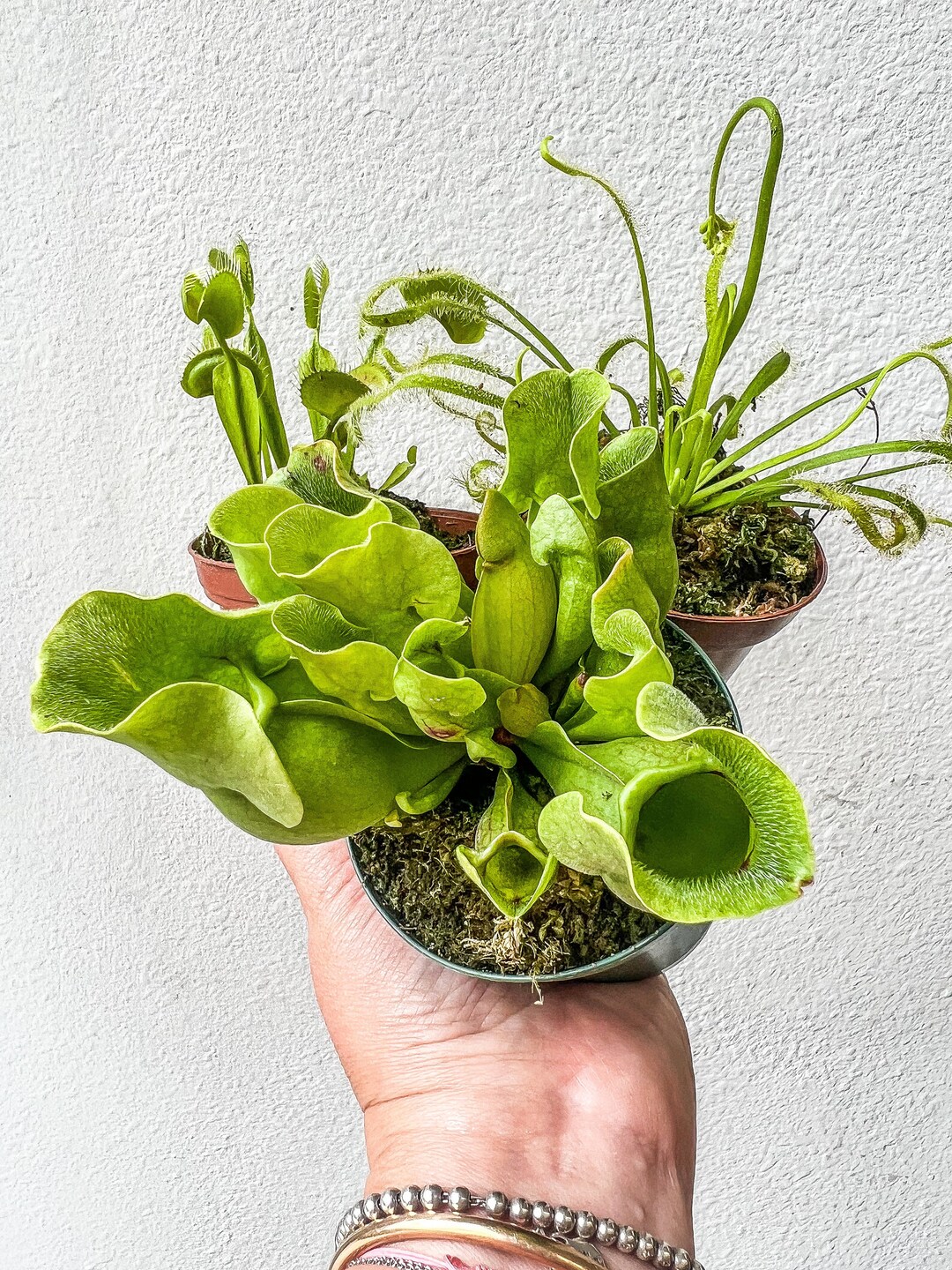 Carnivorous Plant Bundle - Etsy
