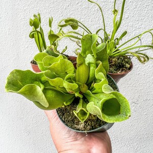 Carnivorous Plant Bundle - Etsy