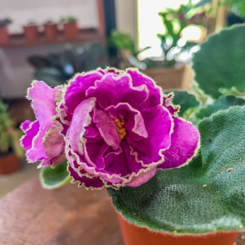 Mini African Violet Leaf - Etsy