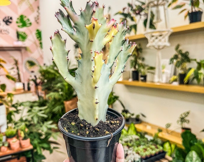 Ghost Cactus 4” - Etsy