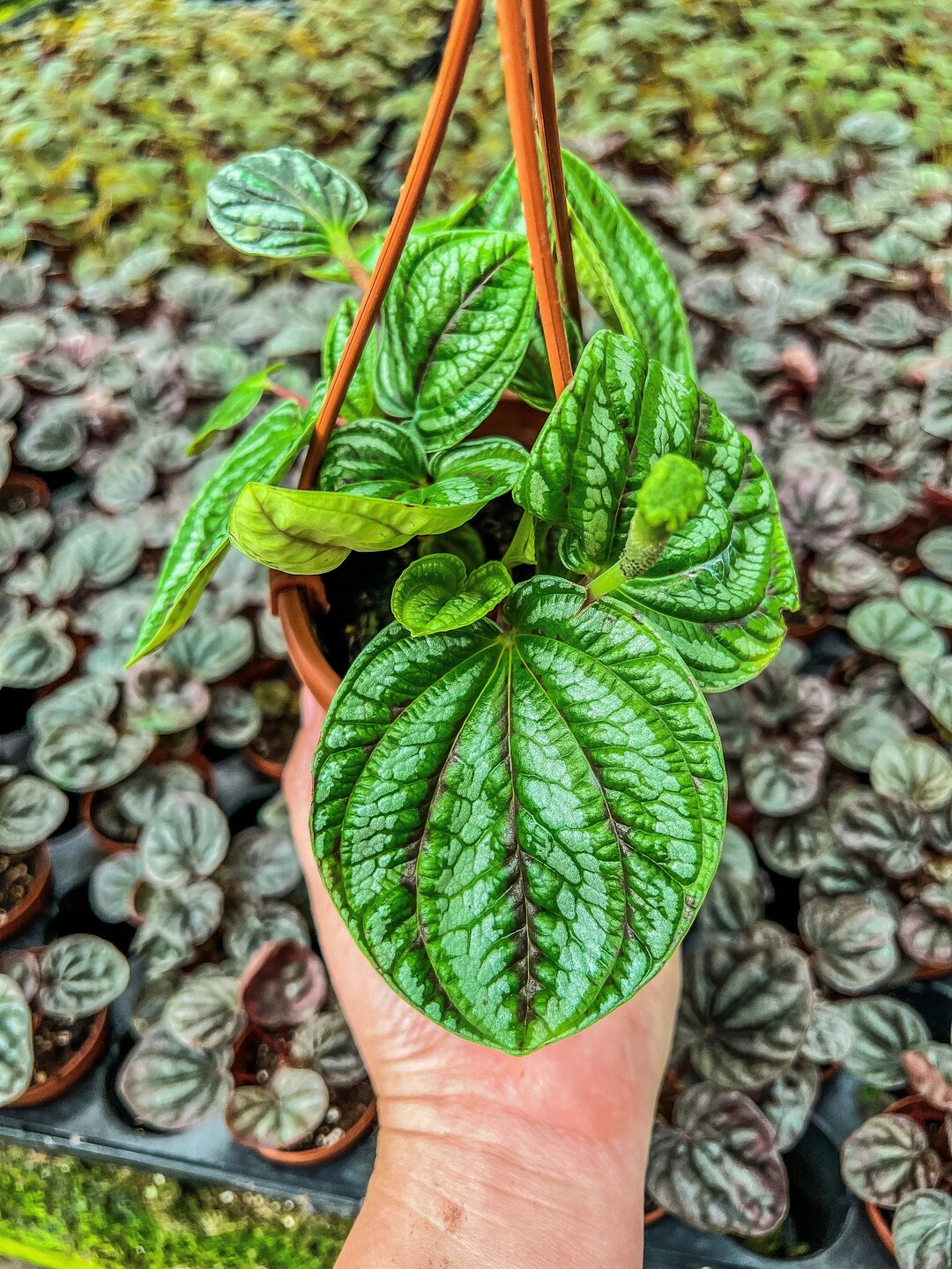 Peperomia Dragon Skin, 2 - Etsy