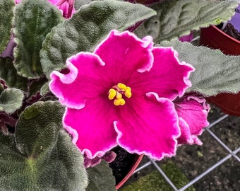 4 African Violet cabbage Patch - Etsy