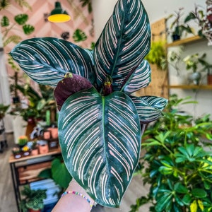 6 Calathea Ornata pin Stripe - Etsy