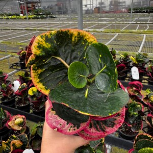 Rose Croton “thai” - Etsy