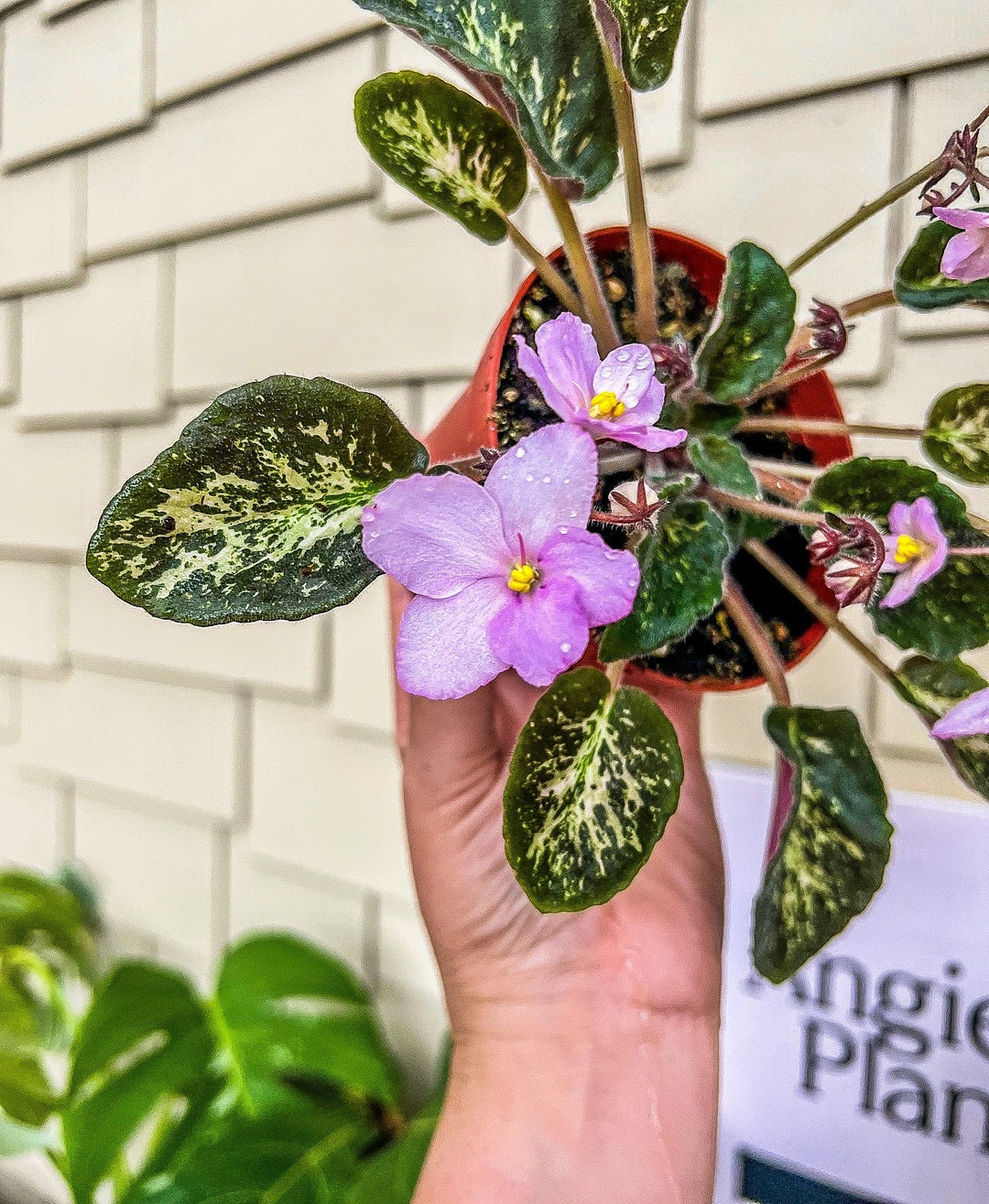 4" African Violet "genetic Blush" - Etsy