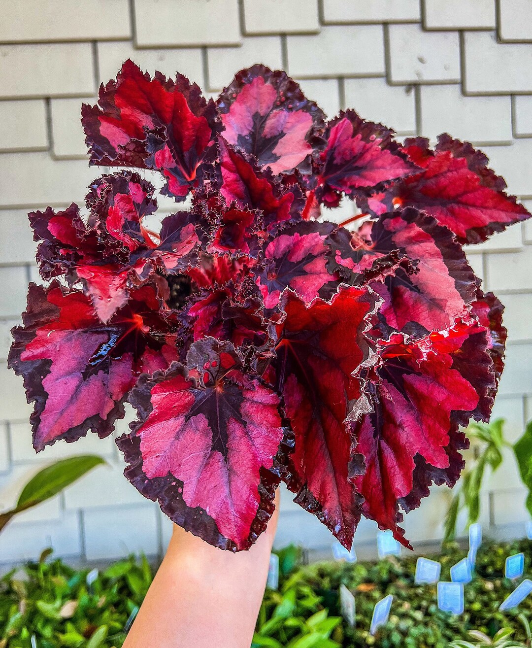 6 Begonia Rex Harmonys Curly Red Robin - Etsy