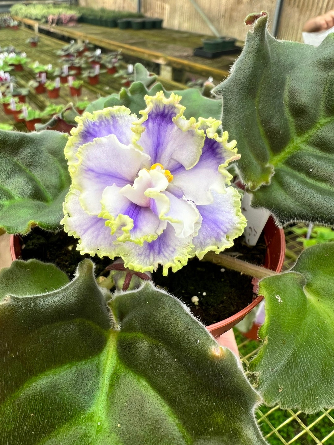 4" African Violet "kei Yoki" - Etsy