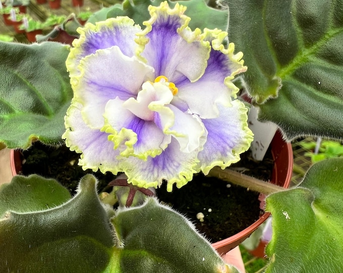 4" African Violet "kei Yoki" - Etsy