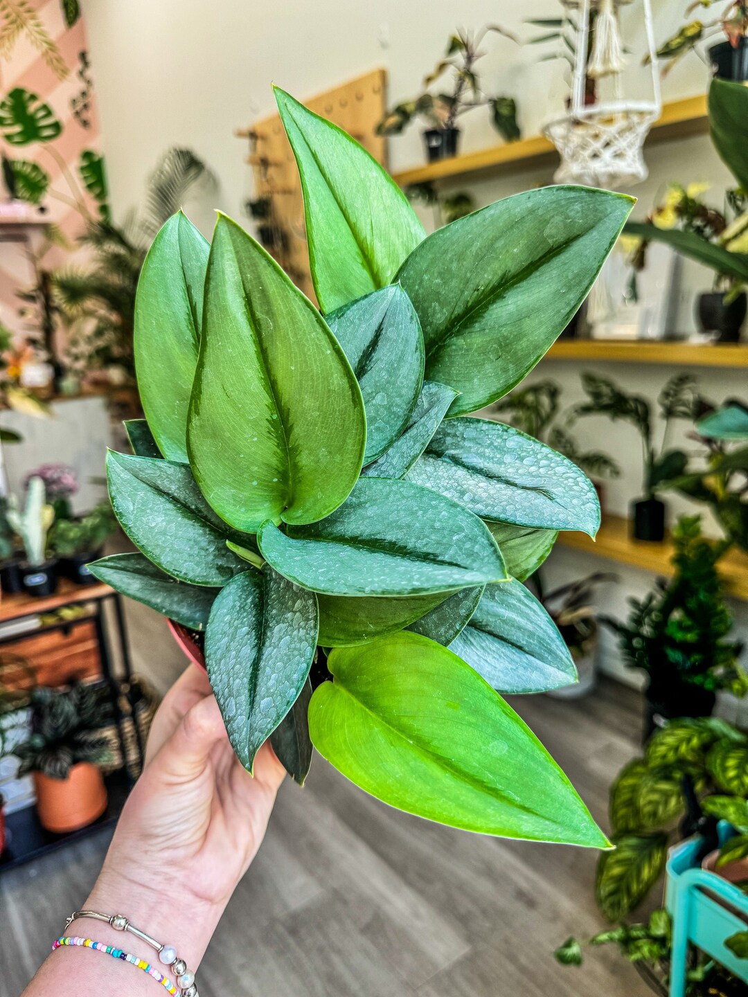 Scindapsus Treubii 'moonlight' - Etsy