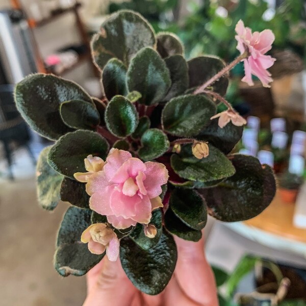 African Violet - Etsy