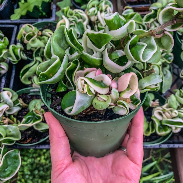 Variegated Hindu Rope Hoya - Etsy