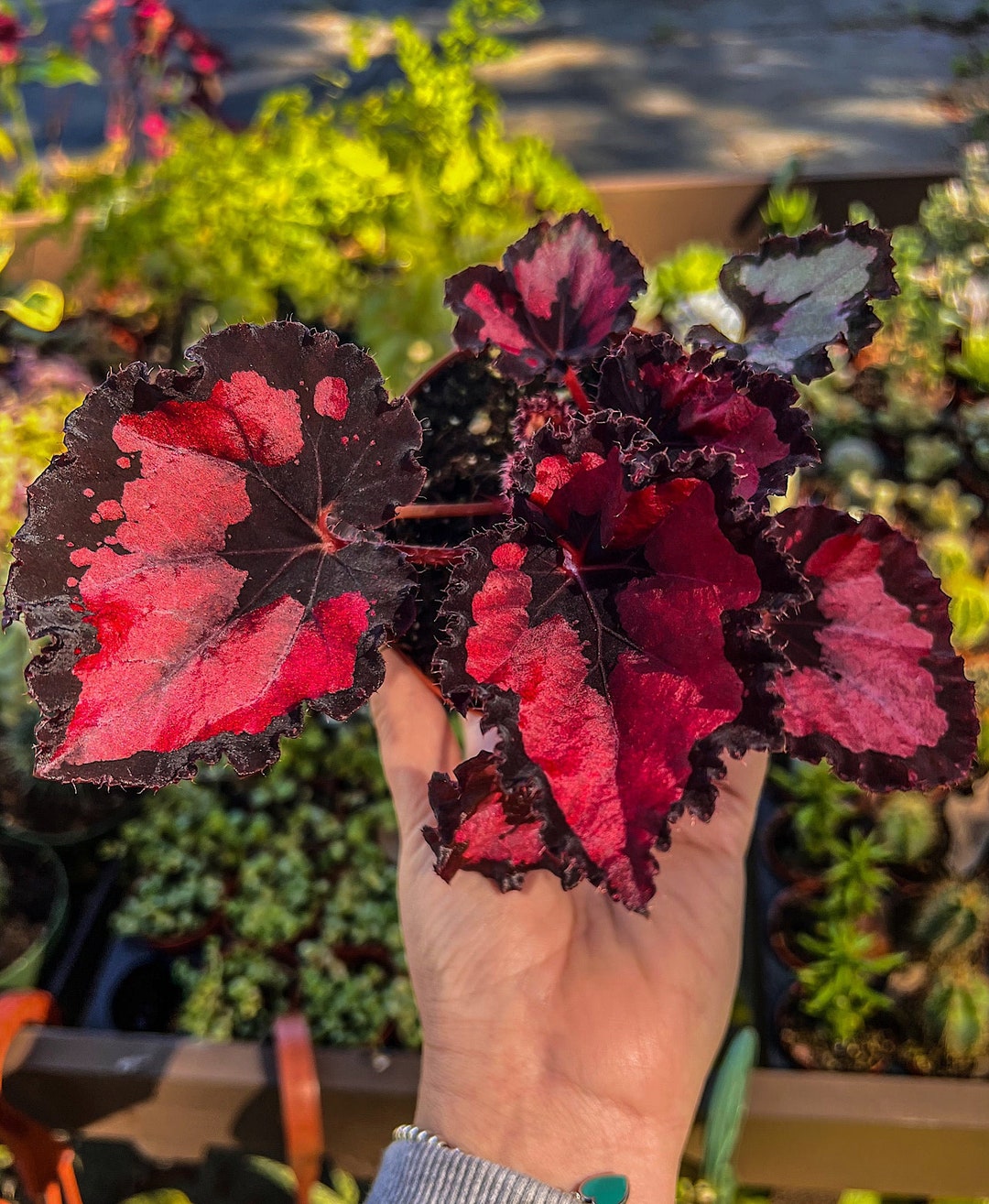 4" Begonia Rex “ Harmony’s Red Robin” - Etsy