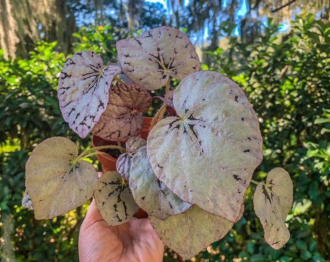 Rex Begonia 'silver Dollar' - Etsy