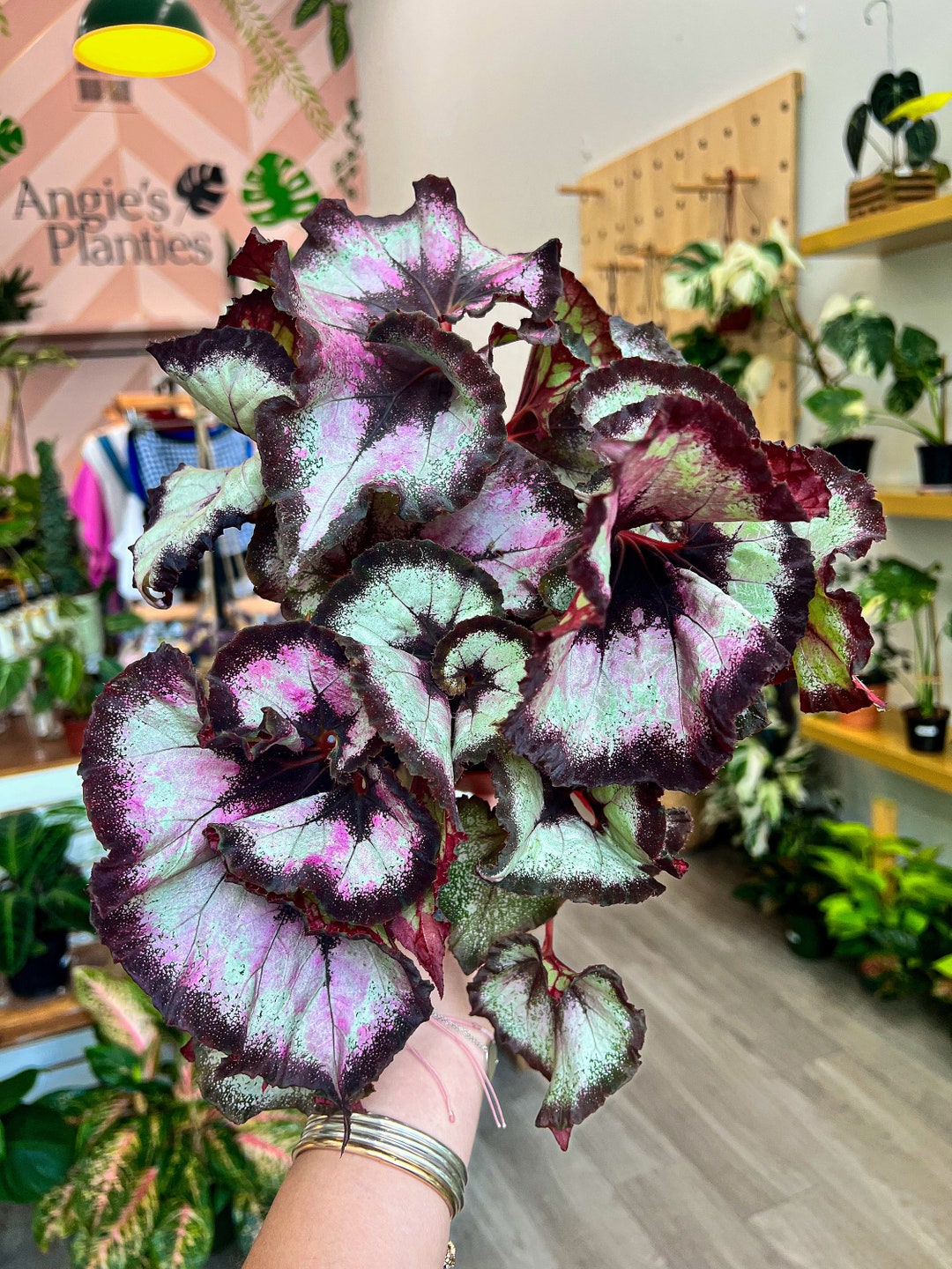 6 Begonia Rex Harmonys Vertigo - Etsy