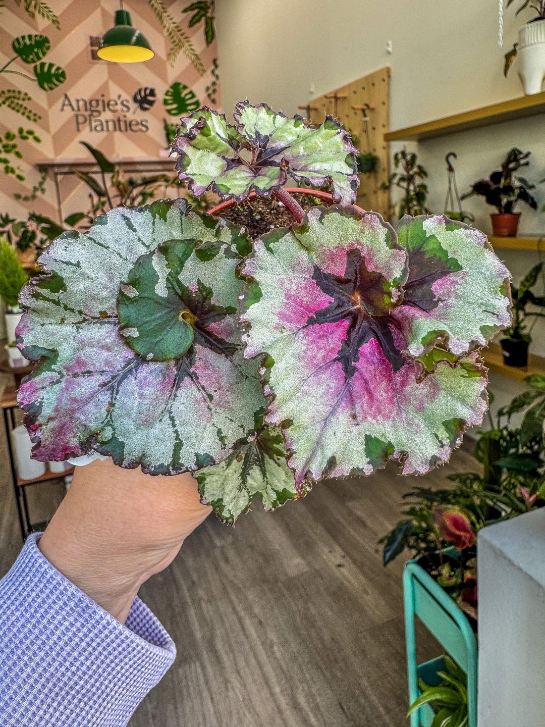 Begonia Rex ballroom - Etsy