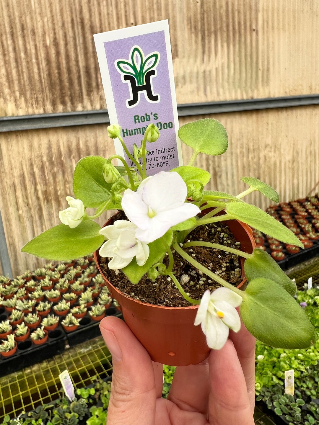 Mini African Violet robs Humpty Doo - Etsy Israel
