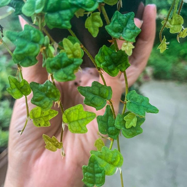 String of Frogs - Etsy