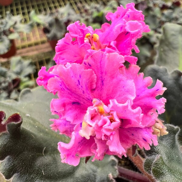 Trailing African Violet - Etsy