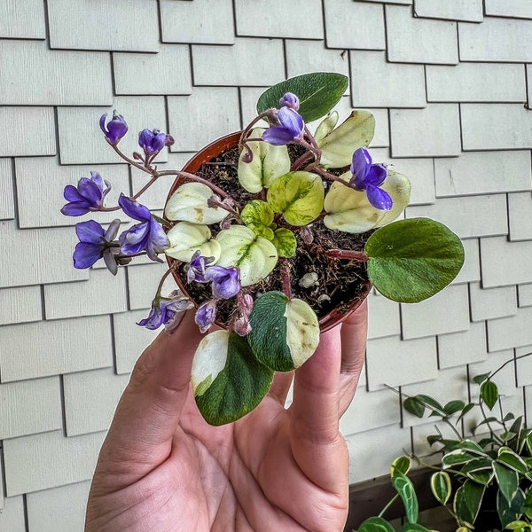 Mini African Violet Leaf - Etsy