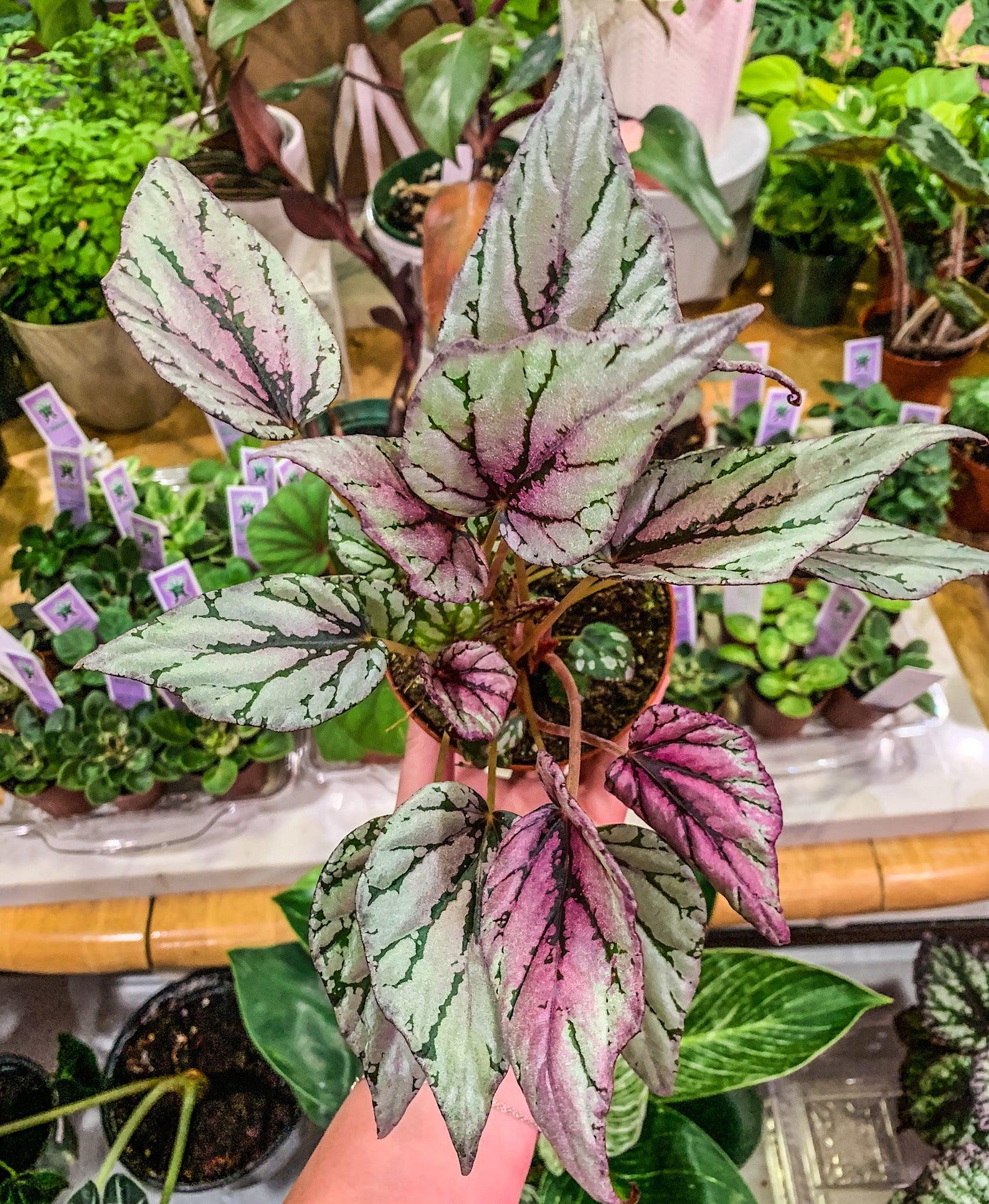4" Begonia Rex “hugh Mclaughlin” - Etsy