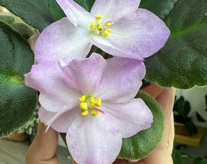 4" African Violet "hawaiian Pearl" - Etsy