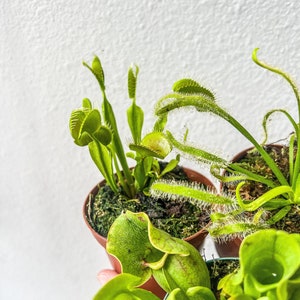 Carnivorous Plant Bundle - Etsy