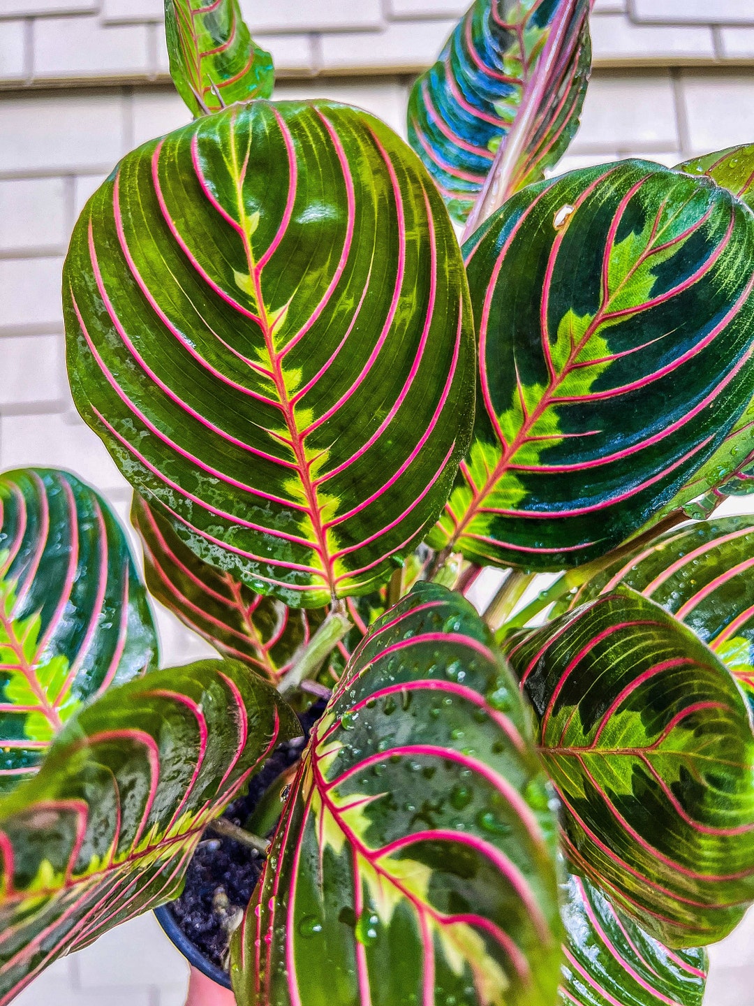 4" Maranta Red Prayer - Etsy