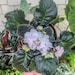 4 African Violet cabbage Patch - Etsy
