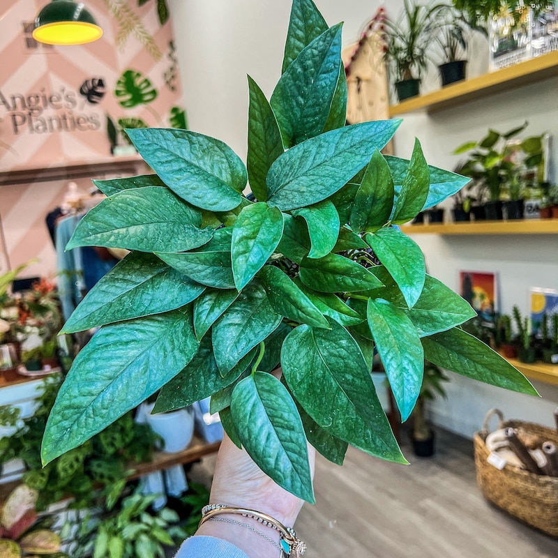 Cebu Blue Pothos - Etsy