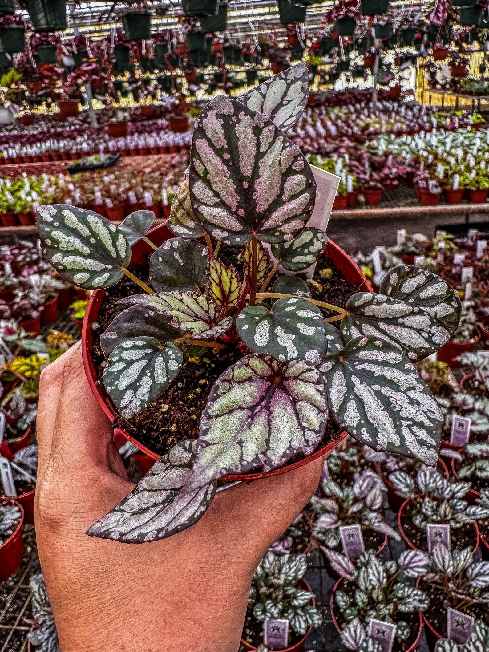 4" Begonia Rex “hugh Mclaughlin” - Etsy