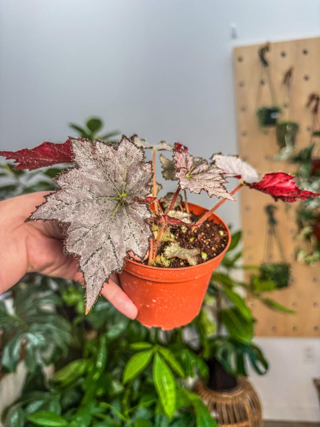 Begonia Rex Silver Mist, 4 - Etsy