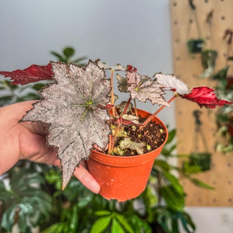 AngiesPlanties - Etsy