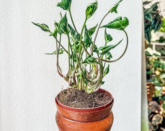 Syngonium godzilla, Live House Plants, Indoor Plants - Etsy