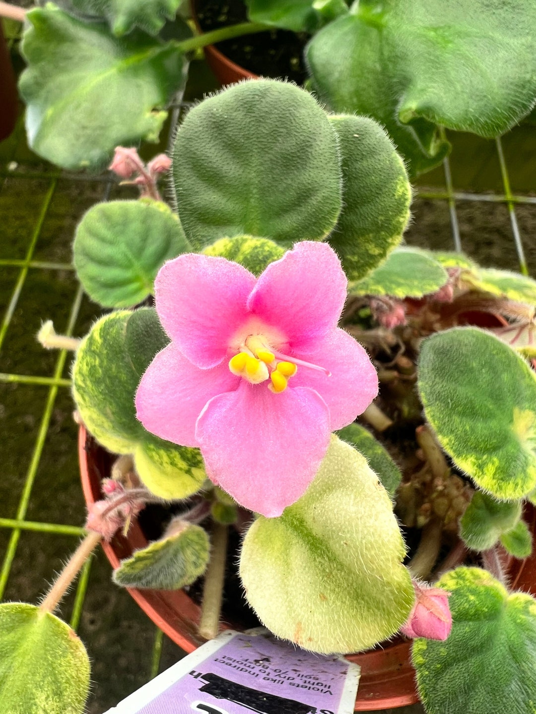 4 African Violet key Lime Treat - Etsy