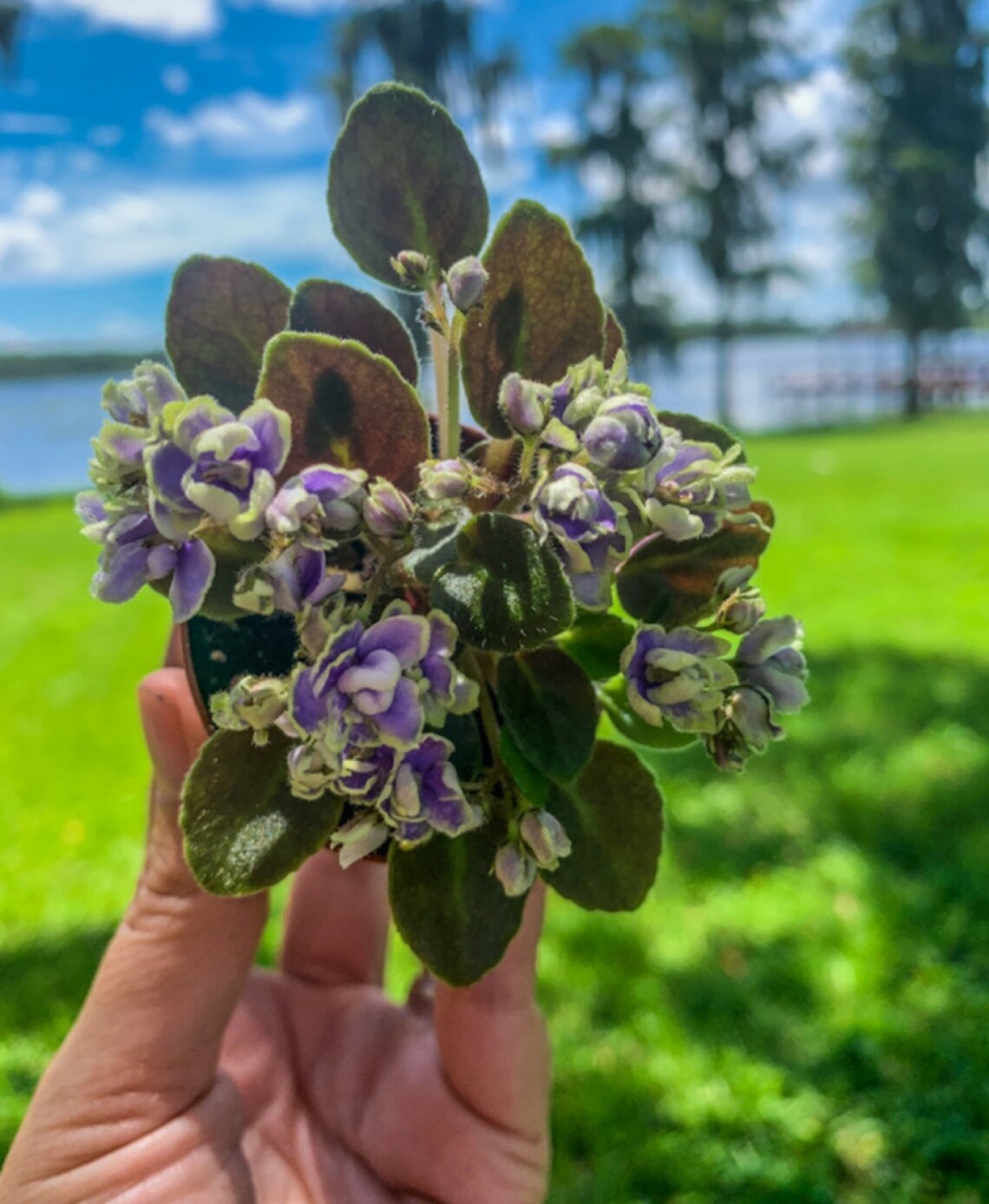 Mini African Violet honey Blue Ace - Etsy