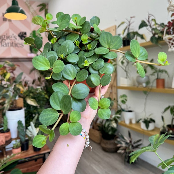 Peperomia Hope Plant - Etsy