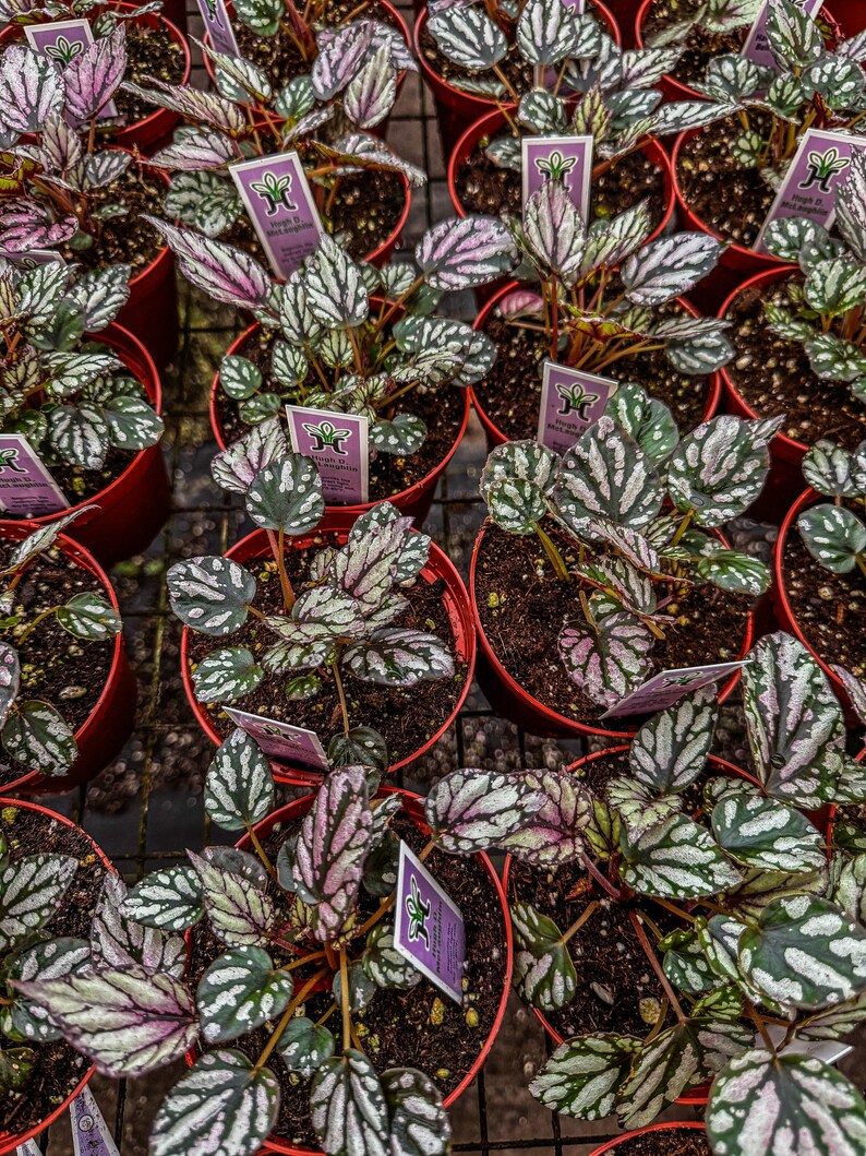4" Begonia Rex “hugh Mclaughlin” - Etsy