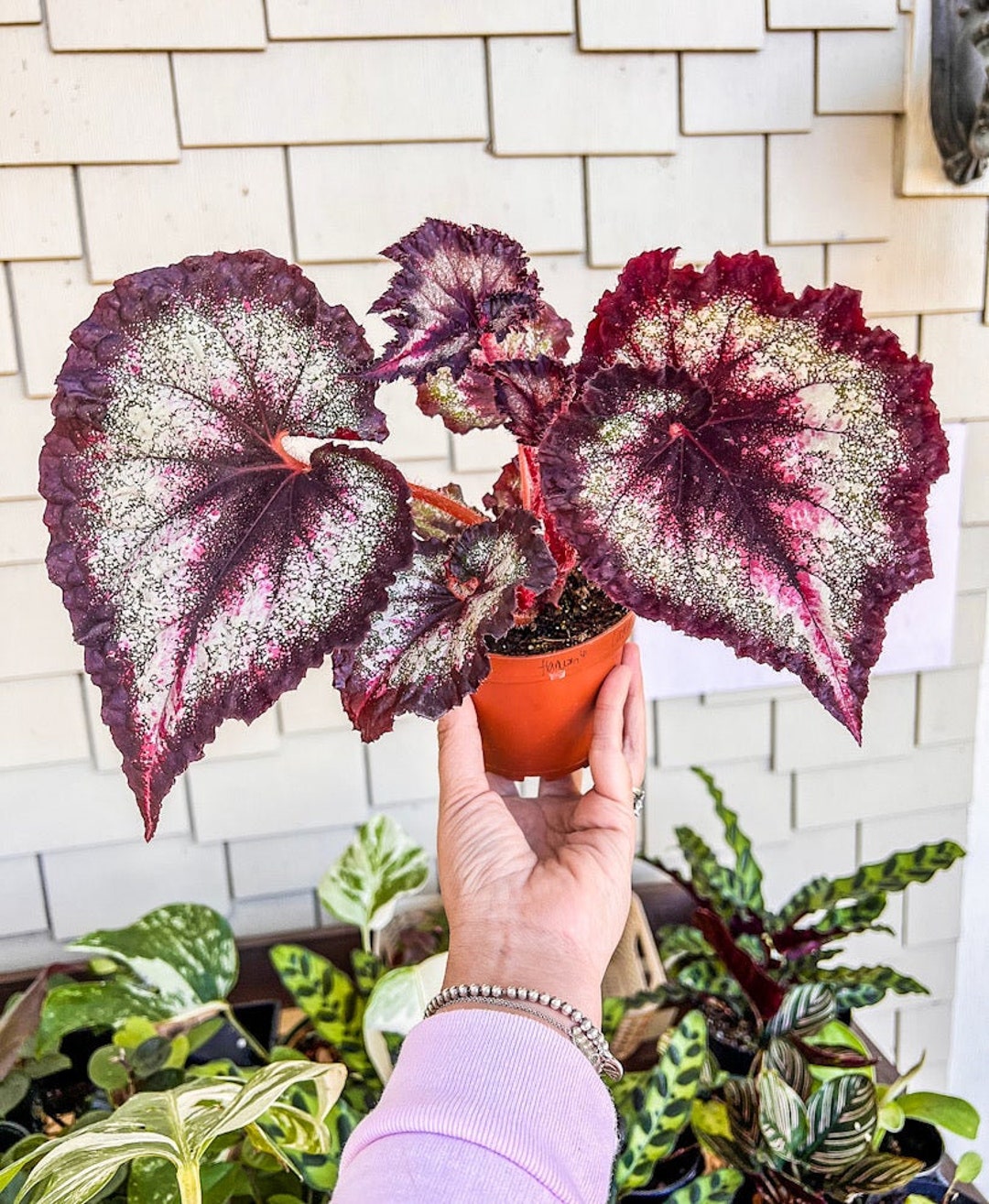 4" Begonia Rex “ Harmony’s Later Gator” - Etsy