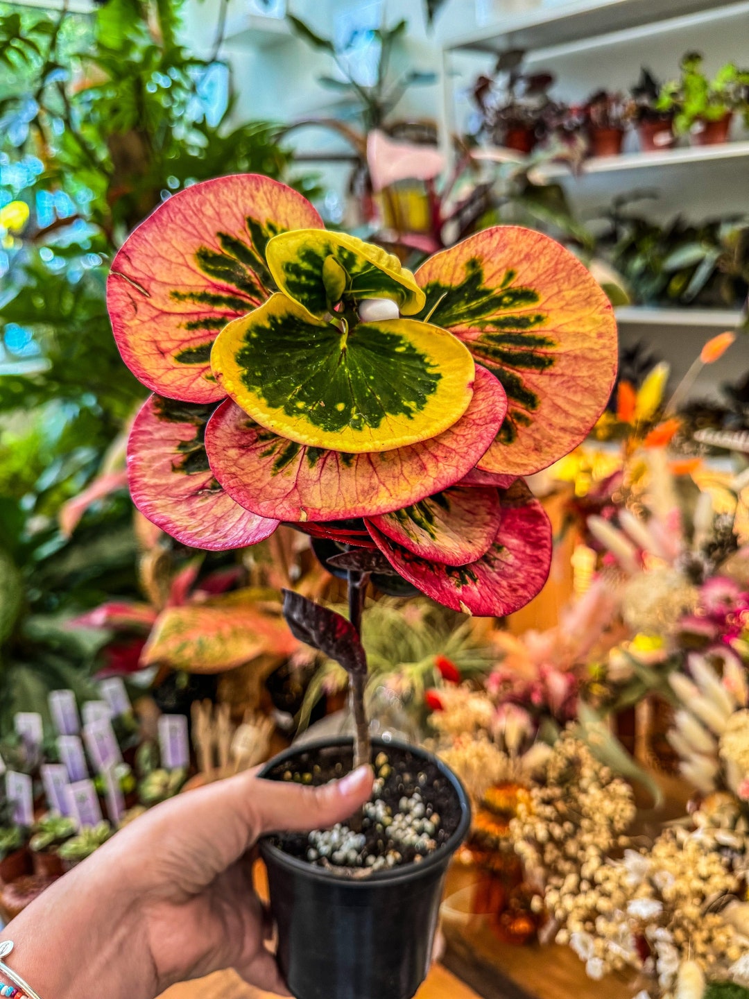 Rose Croton “thai” - Etsy