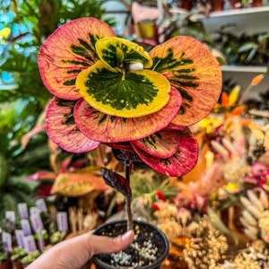 Rose Croton “thai” - Etsy